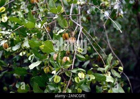 Combretum apiculatum,tree,trees,leaves,foliage,Combretaceae,common name ...