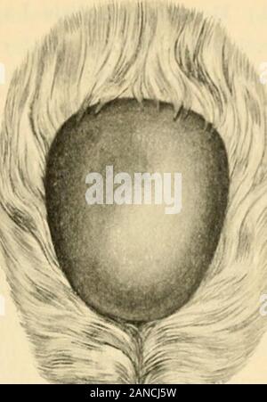 The origin and influence of the thoroughbred horse . Fig. 5. Ergot ...