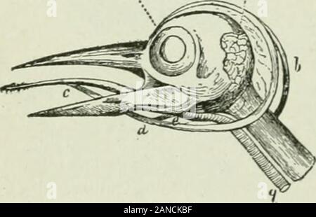 . Beginners zoology. Zoology. BIRDS 163 The Internal Organs, or Viscera ...