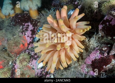 Northern Red Anemone underwater in the St. Lawrence River Stock Photo ...