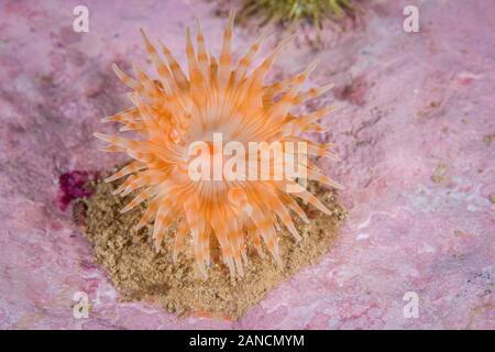 Stomphia coccinea sea anemone Stock Photo - Alamy