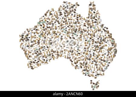 Collage of Australian animals, isolated on white background. The Emu ...