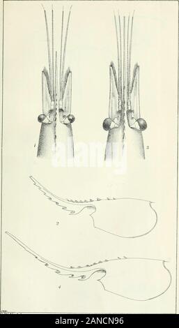 Sea and inland fisheries: report . th, 1884, PI. x, fig. 2.? Gennadas ...
