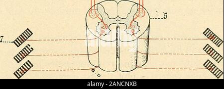 Traité d'anatomie humaine . quil est déli-mité par une membrane ...