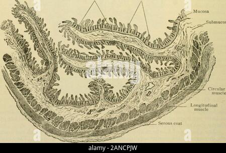 Small intestine with intestinal villi under the microscope 100x Stock ...