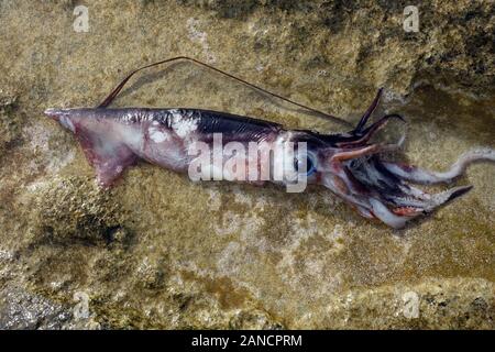 toter Gemeiner Kalmar (Loligo vulgaris) am Strand, Bafra, Türkische ...