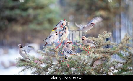 Bohemian Waxwings stand on branches enjoying food of little red fruits ...