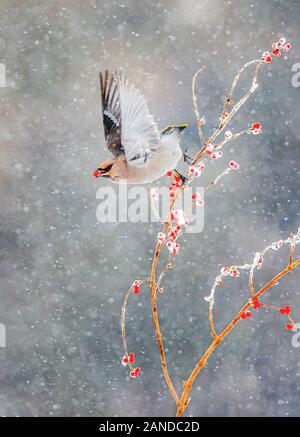 Bohemian Waxwings stand on branches enjoying food of little red fruits ...