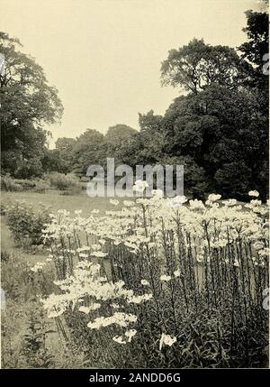 Lilium x testaceum Stock Photo - Alamy