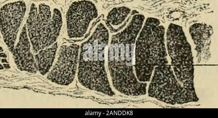 Striated muscle tissue longitudinal section. Optical microscope ...