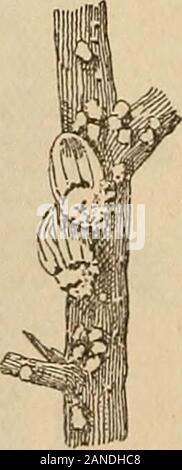 Cottony cushion scale insect also known as Icerya purchasi which are ...