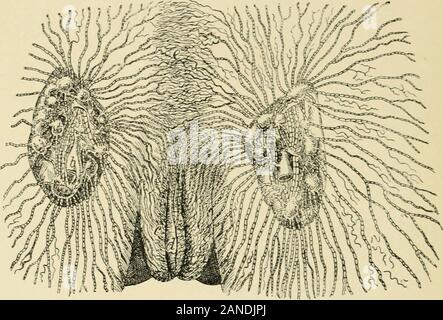 A textbook of obstetrics . Fig. 21.—Distribution of lymphatics ...