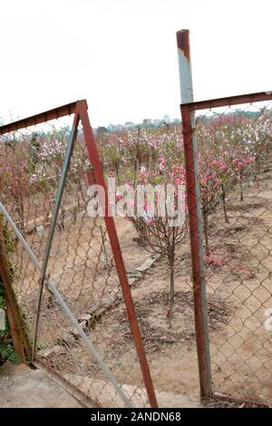 Colourful blossoms bloom in Nhat Tan flower village before Tet Fesival ...