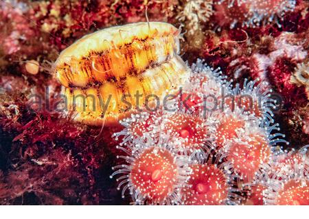 Spiny scallop Chlamys hastata British Columbia Pacific Ocean Stock ...