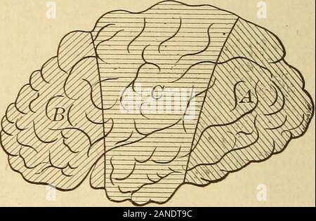 A text-book of practical therapeutics . Fig. 138.—Newmans apparatus for ...