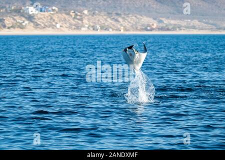 The annual mobula ray migration Stock Photo - Alamy