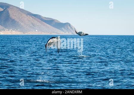 The annual mobula ray migration Stock Photo - Alamy
