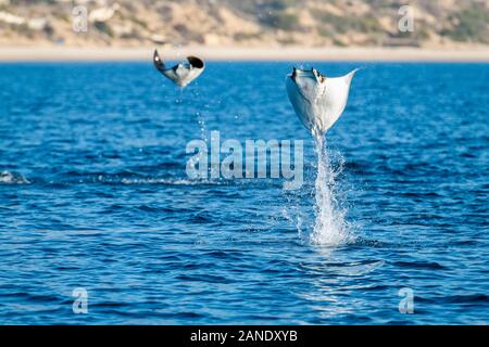 The annual mobula ray migration Stock Photo - Alamy