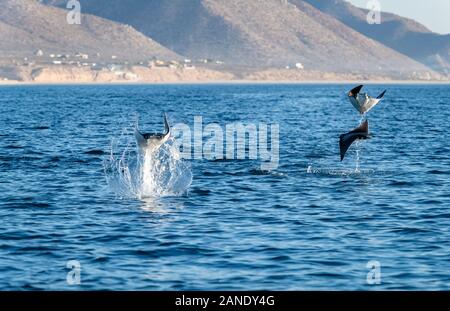 The annual mobula ray migration Stock Photo - Alamy