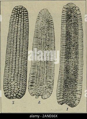 Corn kernels in cross section, showing embryos and endosperm Stock ...