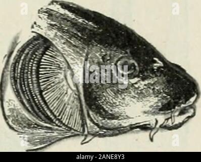Beginners' zoology . FISHES 5 Stock Photo - Alamy
