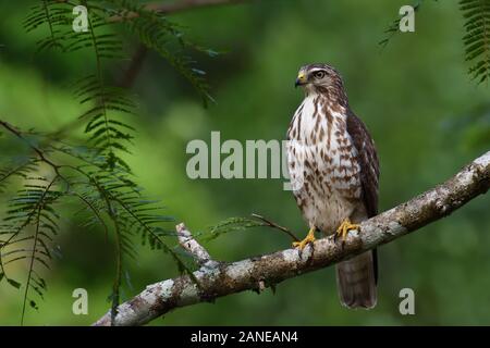 A juvenile Broad-winged Hawk (buteo platypterus) perching in a tree in ...