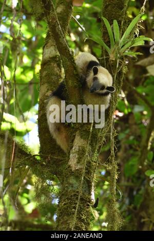 Lesser anteater (Tamandua mexicana) Corcovado National Park, Costa rica ...