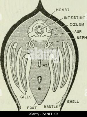 . Beginners zoology. Zoology. 100 BEGINNERS' ZOOLOGY. Fig. 192. —Cross ...