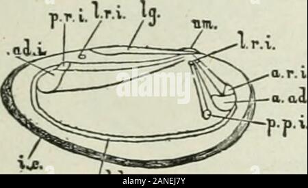 . Beginners zoology. Zoology. 100 BEGINNERS' ZOOLOGY. Fig. 192. —Cross ...