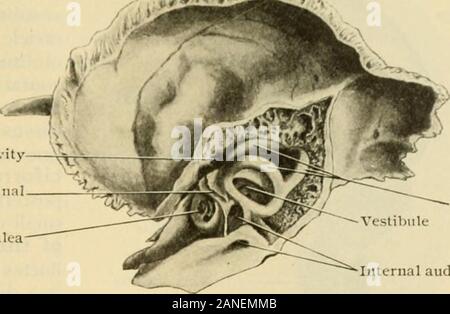 Anatomy of human ear, membranous labyrinth Stock Photo - Alamy
