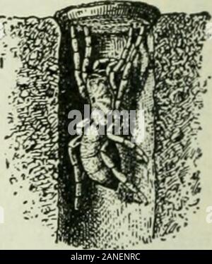 Beginners' zoology . Fig. 178. — The tarantula. Fig. 179. — Trap ...