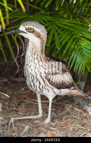 Bush stone curlew. Long legged brown shades , Australian native bird ...
