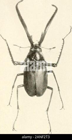 Marvels of insect life ; a popular account of structure and habit . e ...