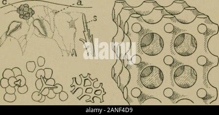 Amoebocytes