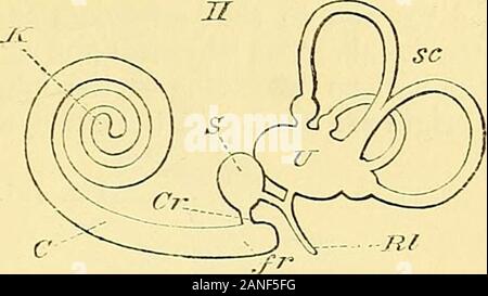 Quain's elements of anatomy . Sp. the spiral ligament ; St.v ...