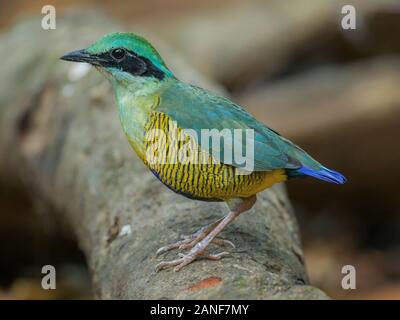 Beautiful blue bird, White-bellied blue robin male, Blue Robin resting ...
