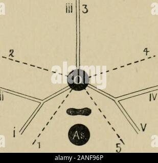 A treatise on zoology . he right and left ductusCuvieri and the hepatic ...