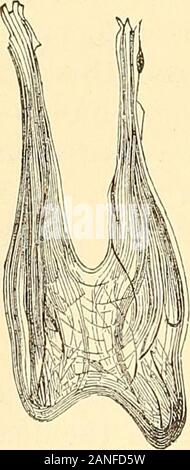 Principles and practice of operative dentistry . I. Simple Cavities ...