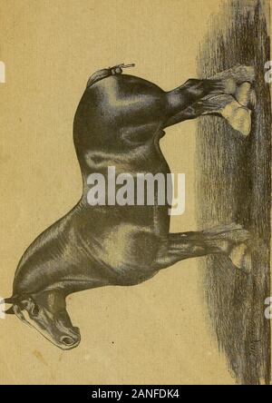 Catalogue of Meadow Lawn Stud of Clydesdale stallions and mares - and ...