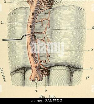 Traité d'anatomie humaine . 4..... A. Faisceau gémculé. —Le faisceau ...