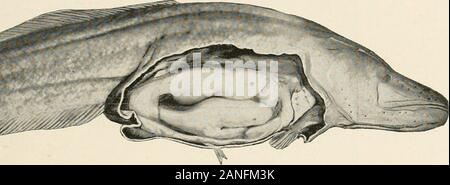 . Elementary zoology Stock Photo - Alamy