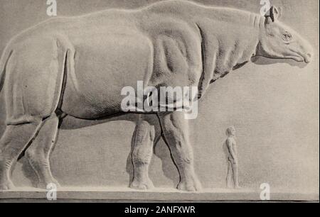 Fossil halls in the American Museum of Natural History museum in ...
