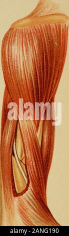 The arm extends from the shoulder to the region of the elbow. The upper ...