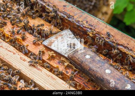 Frames of a beehive. Close up view of the opened hive body showing the ...