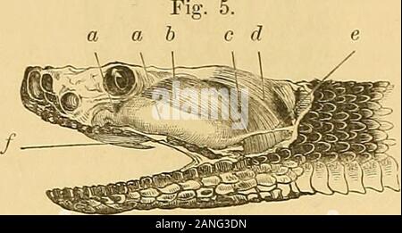 Researches upon the venom of the rattlesnake : with an investigation of ...
