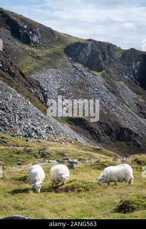 Sheep grazing on high barren moorland on the Stoer Peninsula ...