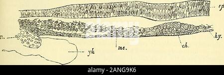 . Quain's elements of anatomy . the cavity ofthe hair-follicle, and ...