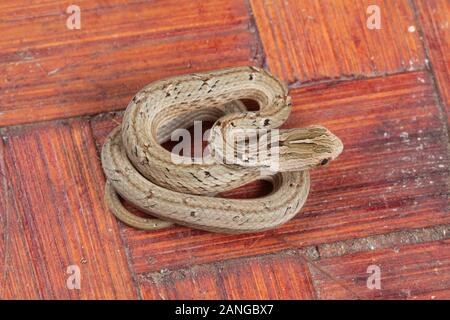 Common Mock Viper (Psammodynastes pulverulentus) from Kaeng Krachan ...