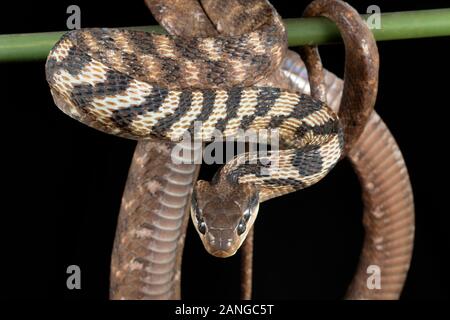 The gray cat snake, Boiga siamensis, or Siamese cat snake is a species ...