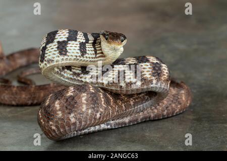 The gray cat snake, Boiga siamensis, or Siamese cat snake is a species ...